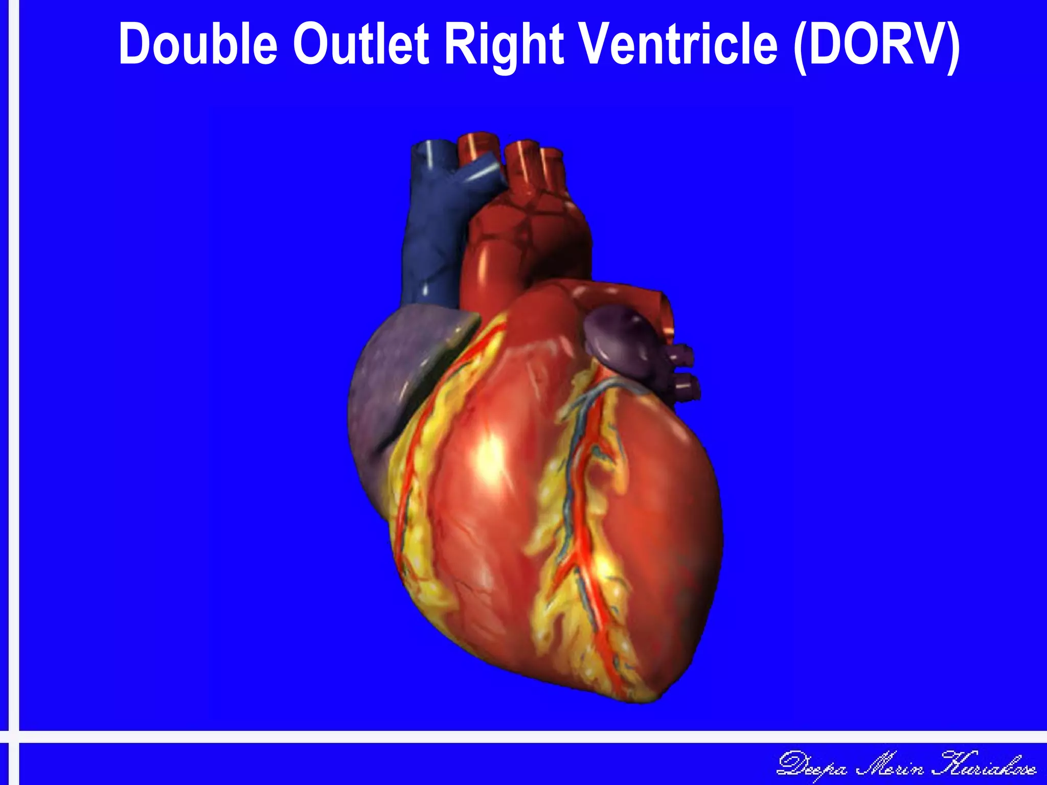 D o r v | PPT