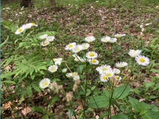 Dory storms Award | PPTX