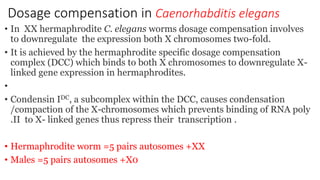 dosage compensation in human genetics.pptx
