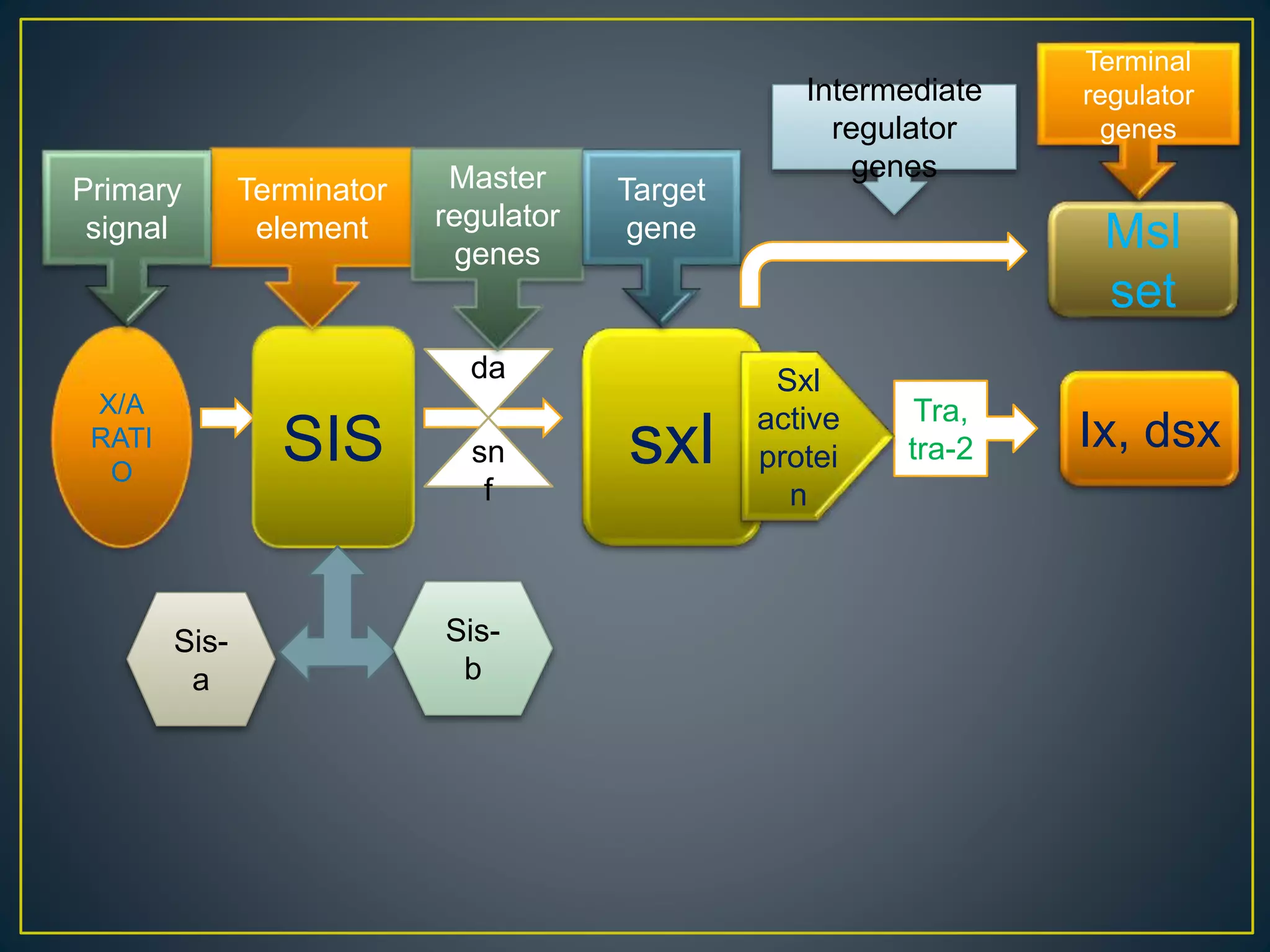 Dosage compensation ∧ sex determination in drosophila | PPTX