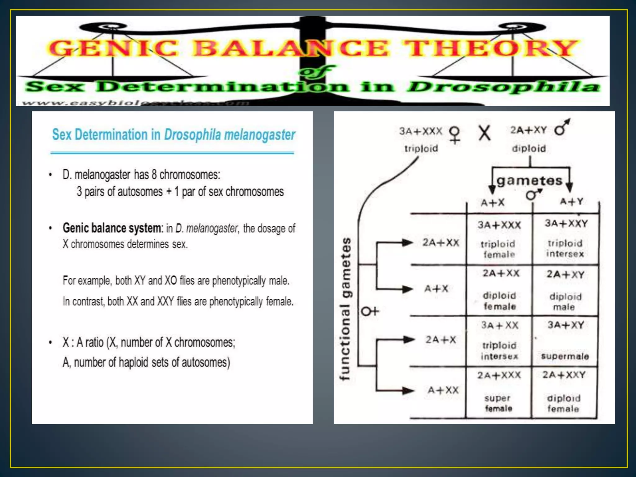 Dosage compensation ∧ sex determination in drosophila | PPTX
