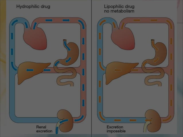 Dosing of drugs in liver failure | PDF | Illegal Drugs, Tobacco ...