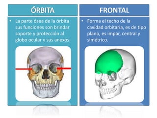 Dossier sobre generalidades del ojo | PPTX
