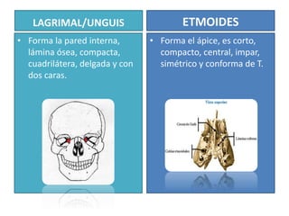 Dossier sobre generalidades del ojo | PPTX