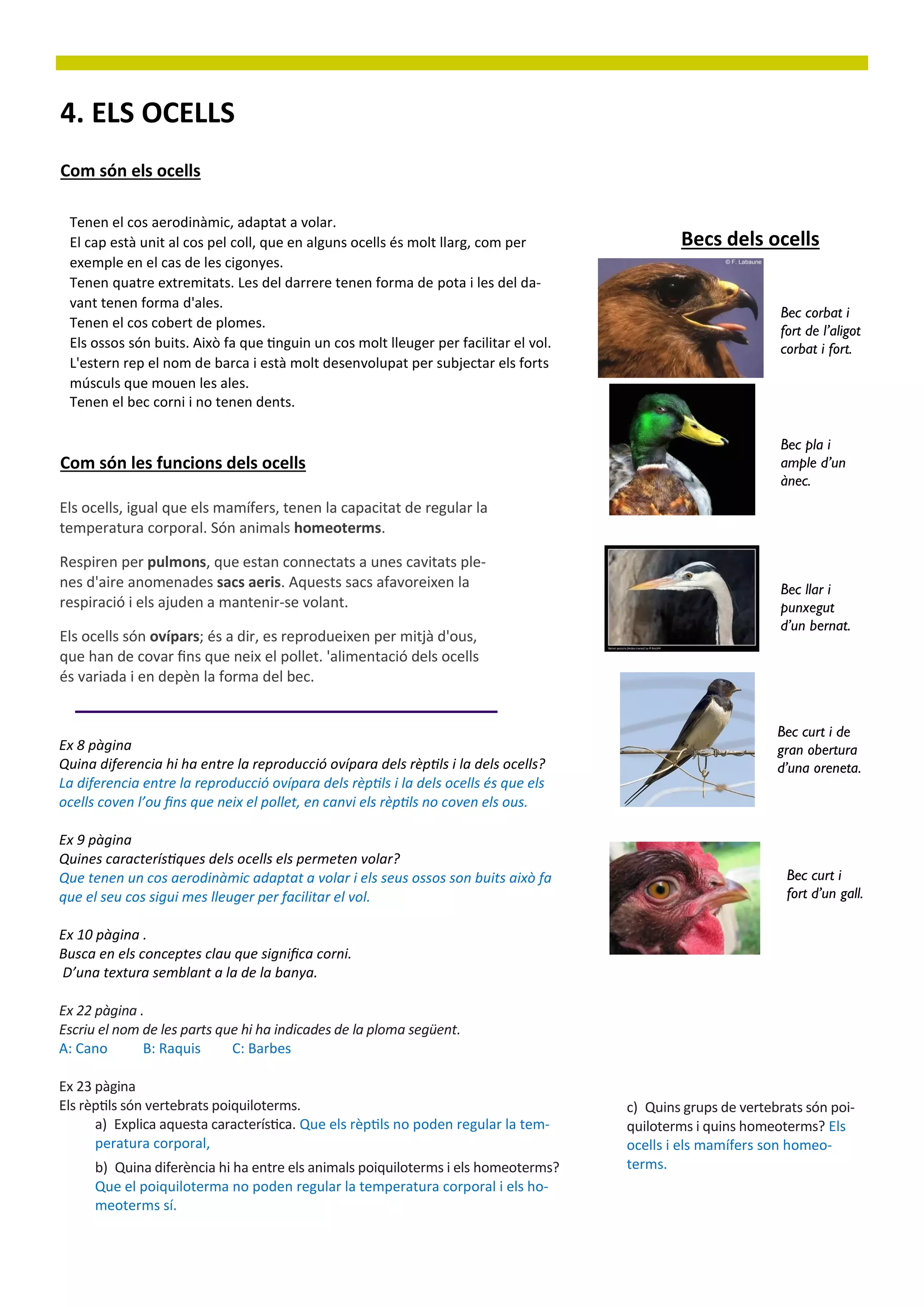 Animals vertebrats | PDF
