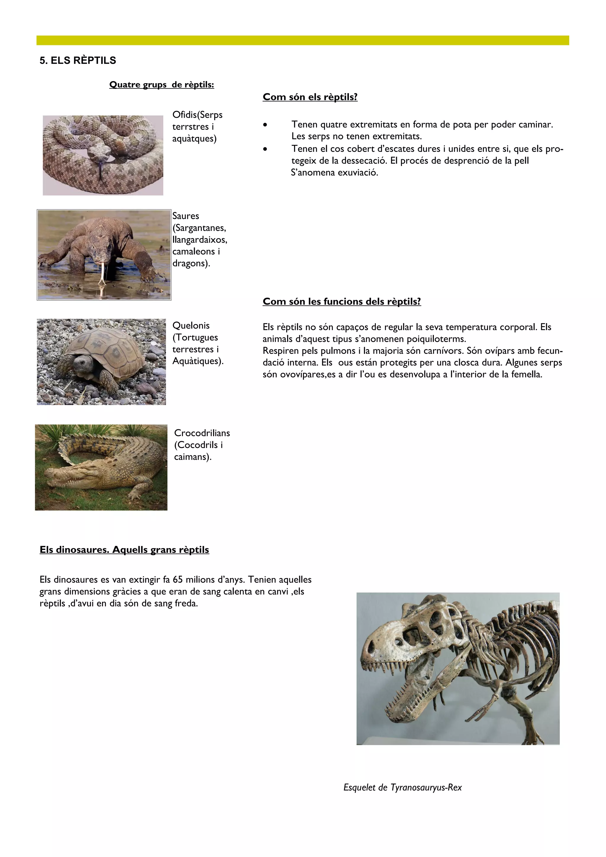 Animals vertebrats | PDF