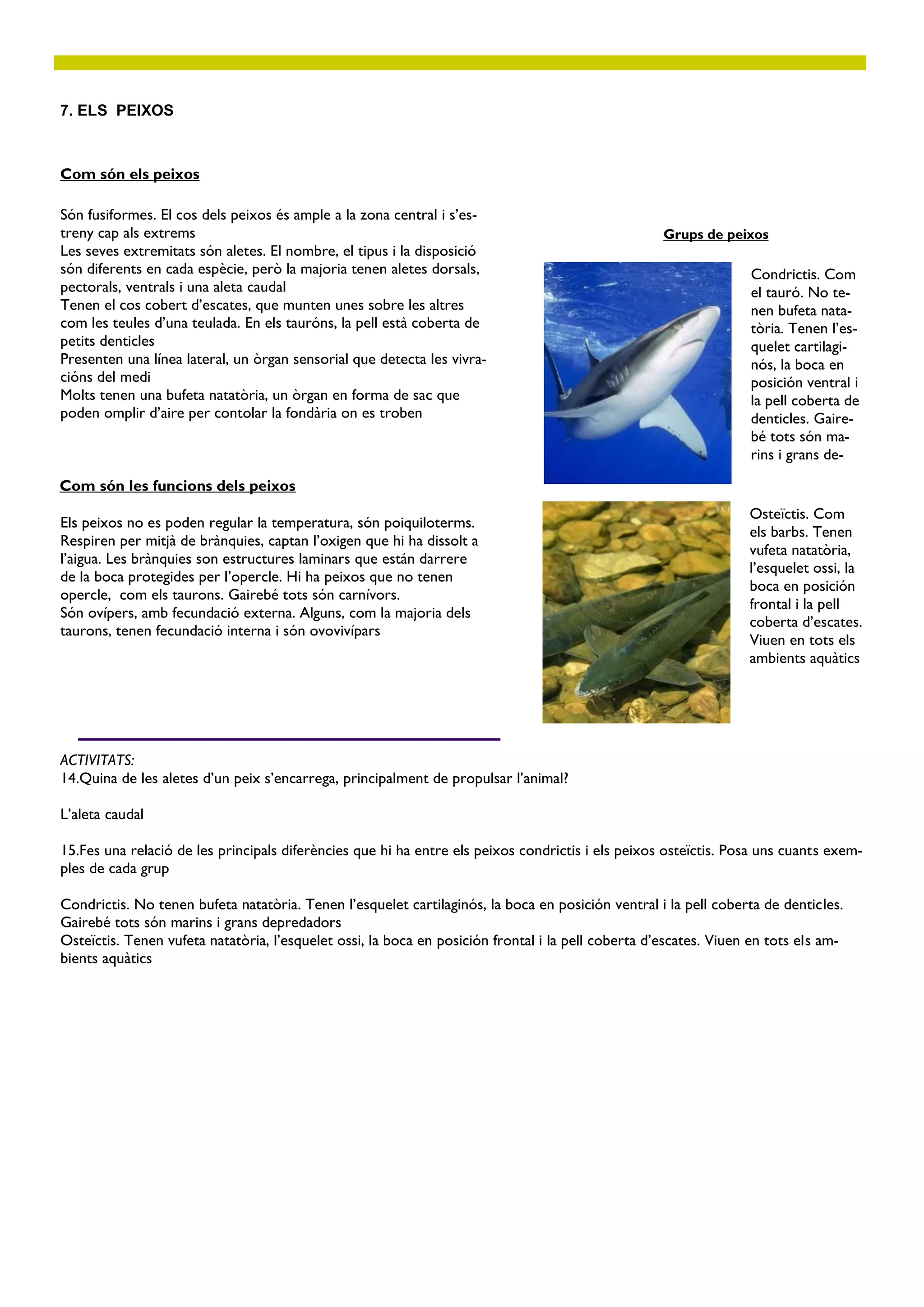 Animals vertebrats | PDF
