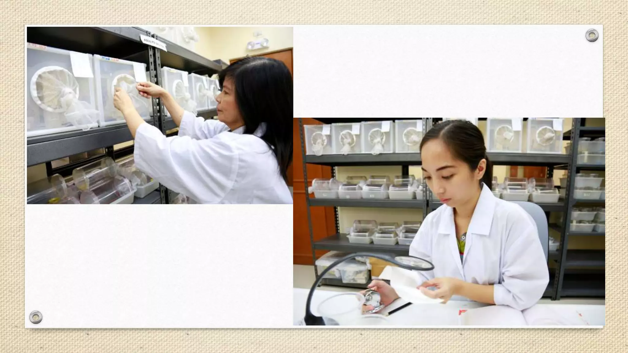 Dost programs and projects | PPTX