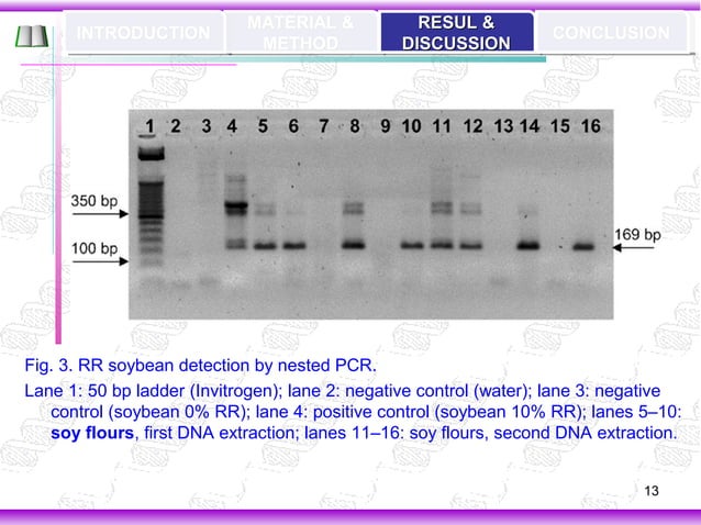 nested pcr detecting gmo | PPT | Chemistry | Science