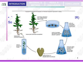 nested pcr detecting gmo | PPT