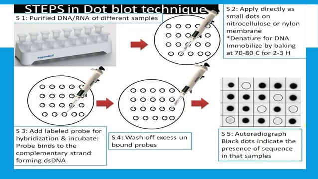 Dot blotting | PPTX | Chemistry | Science
