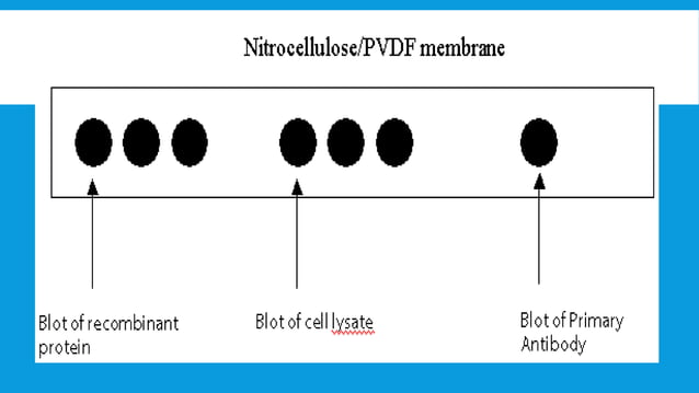 Dot blotting | PPTX | Chemistry | Science
