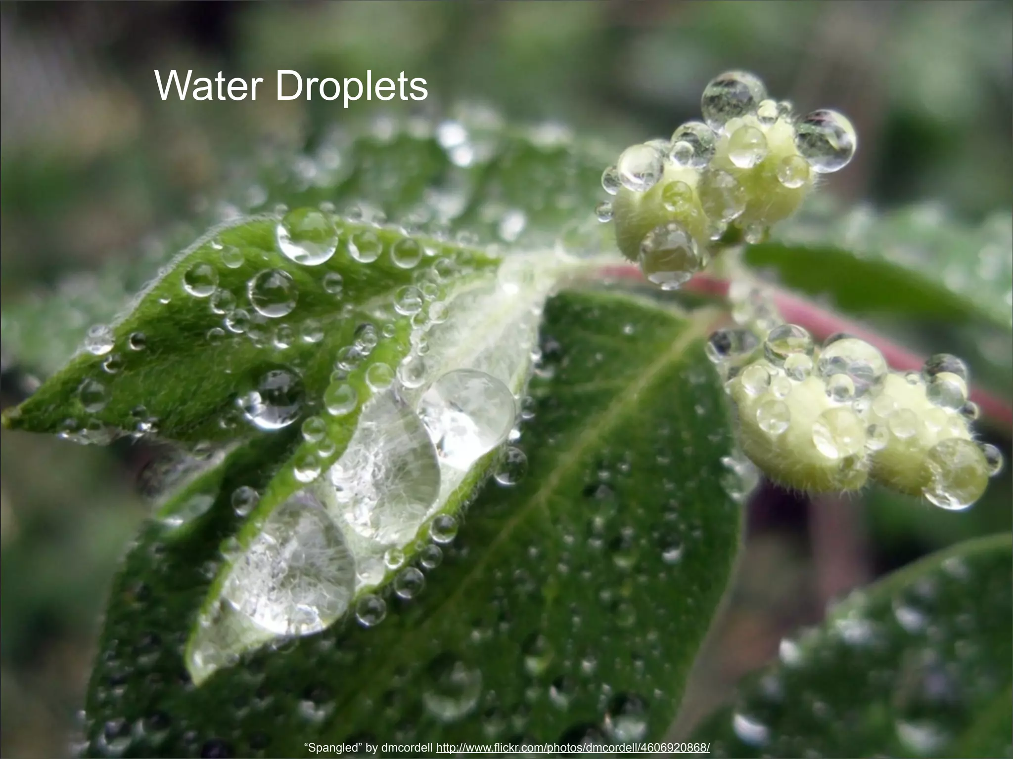 Dots in Nature | PDF