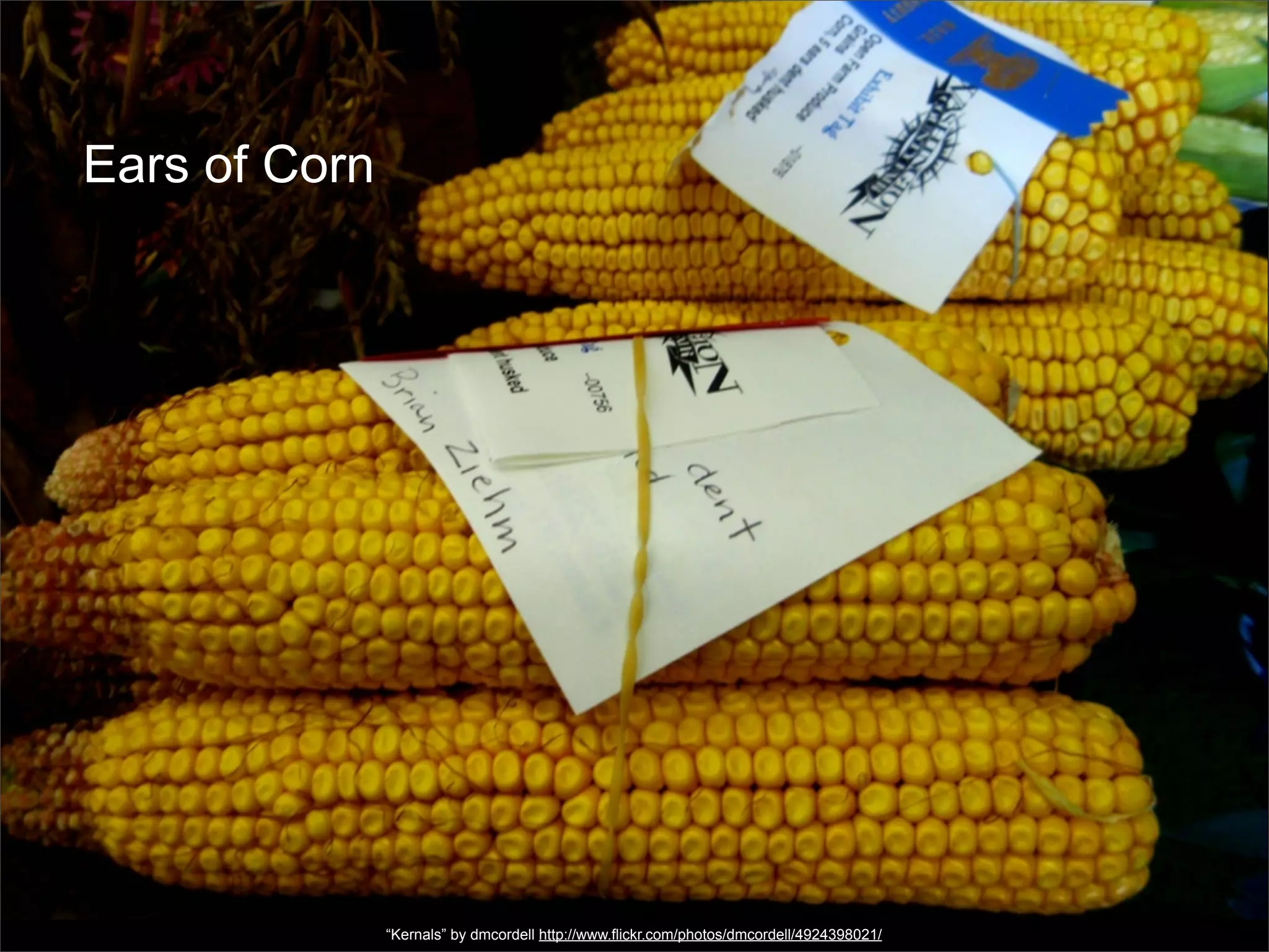 Dots in Nature | PDF