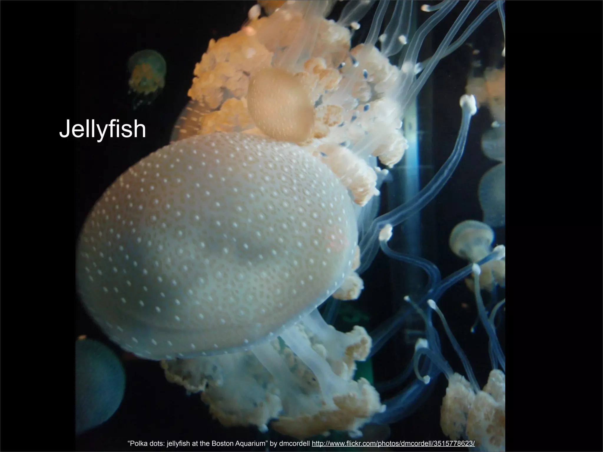 Dots in Nature | PDF