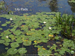 Dots in Nature | PDF