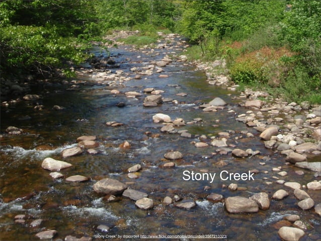 Dots in Nature | PDF