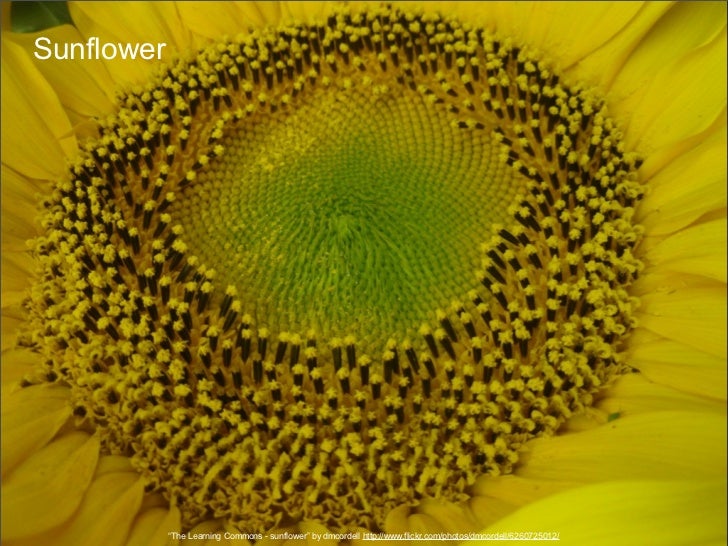 Dots In Nature Dots In Nature