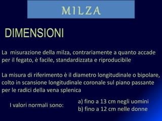 Milza Di Dimensioni Normali
