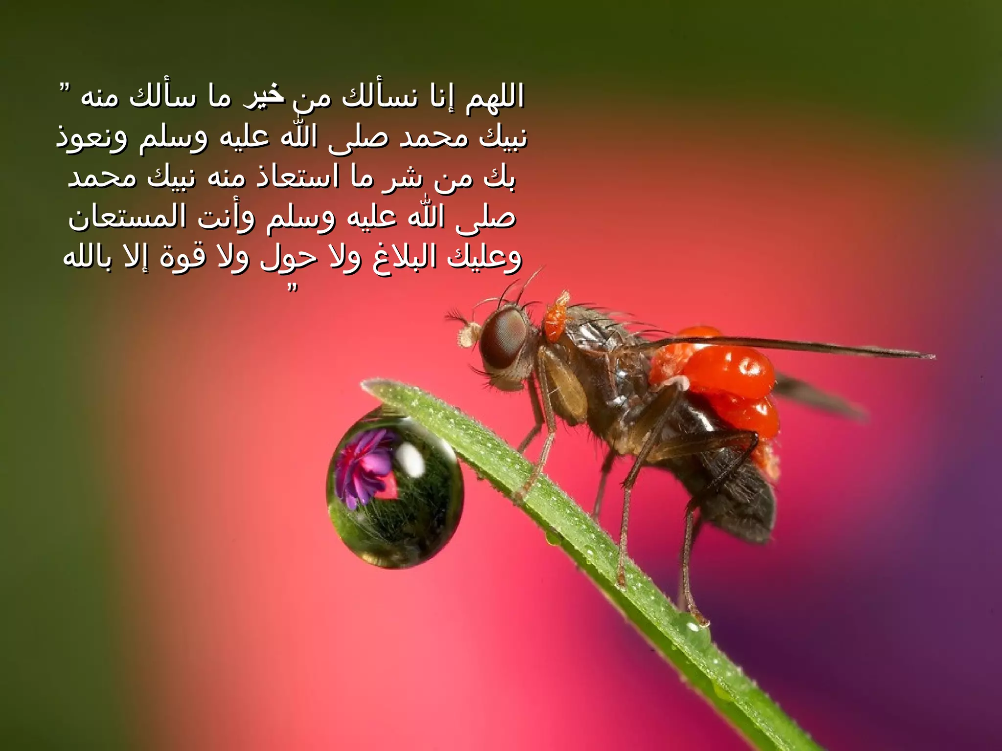 Douaa Our Prophet | PPT