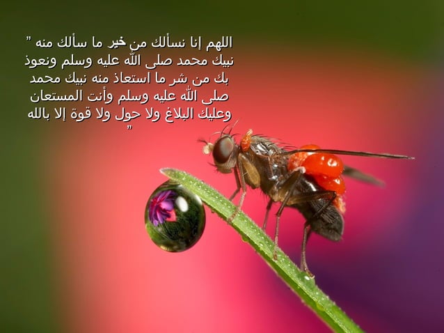 Douaa Our Prophet | PPT | Free Download