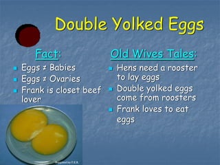 Do double-yolked eggs arise when hens are mated twice per day? | PDF