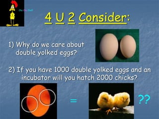 Do double-yolked eggs arise when hens are mated twice per day? | PDF