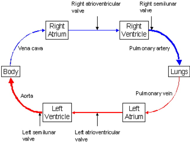 Double circulation | PPTX