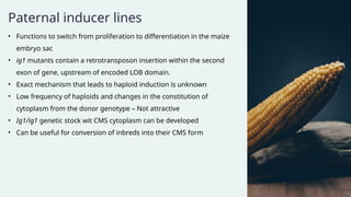 Doubled Haploids in Maize: Development. | PPTX