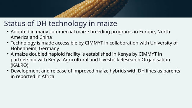 Doubled Haploids in Maize: Development. | PPTX