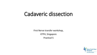 Double fascicular transfer for elbow flexion | PPTX