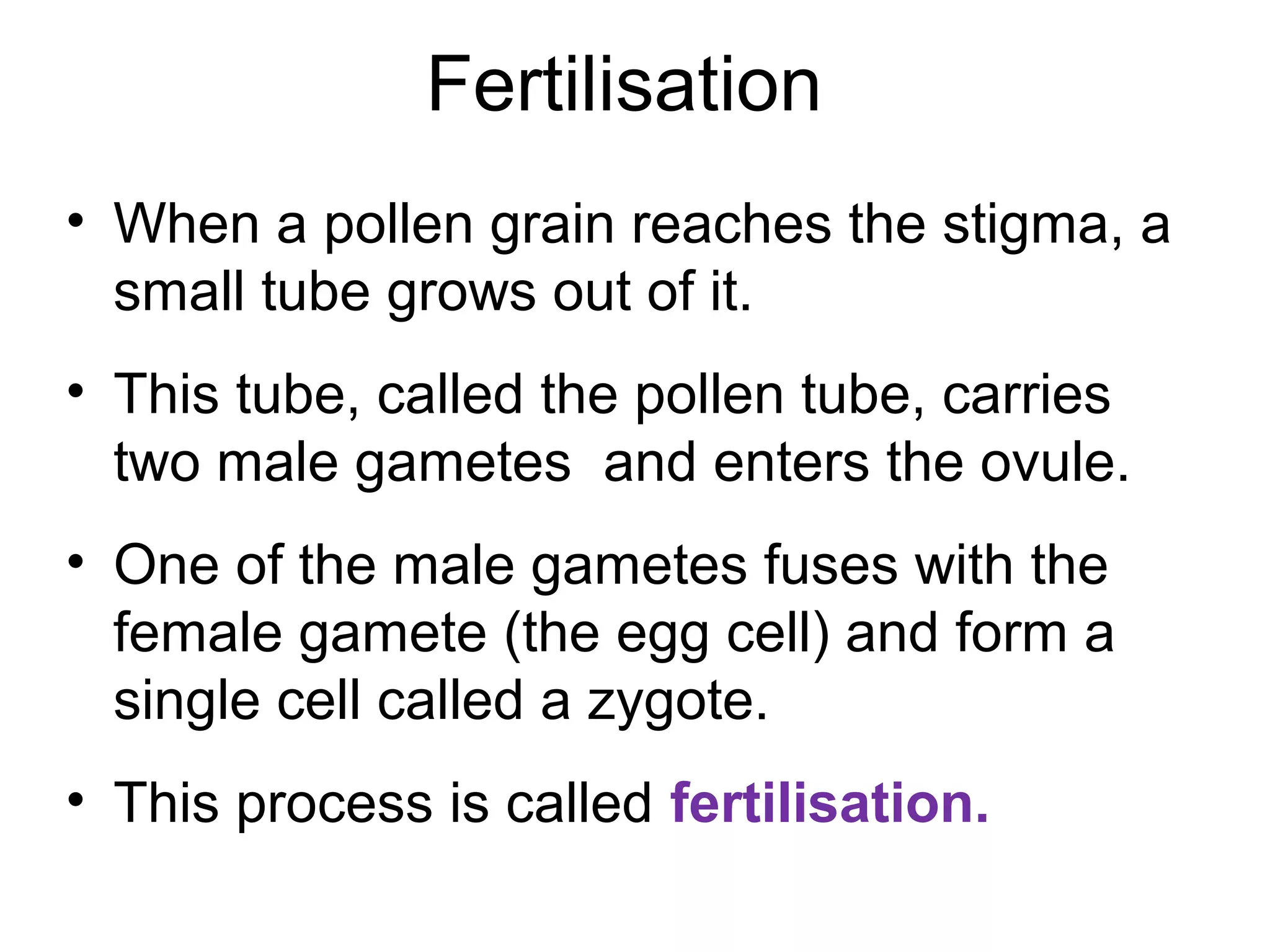 Double fertilisation in the flowering plant | PPT