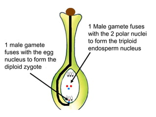 Double fertilisation in the flowering plant | PPT