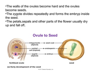 Double fertilisation in the flowering plant | PPT