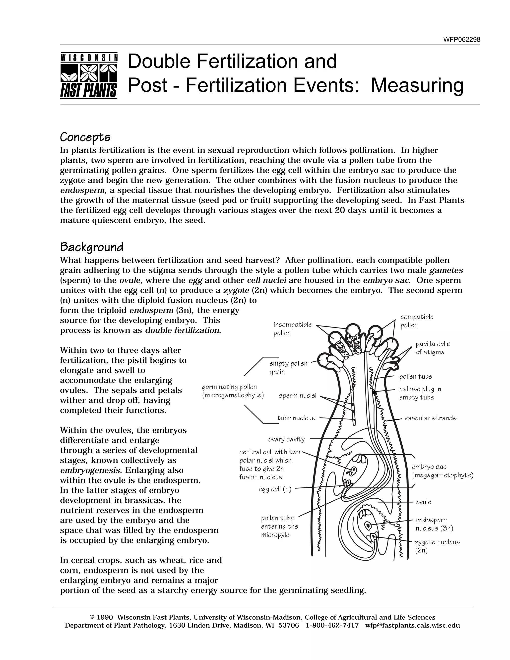 Double fertilization | PDF