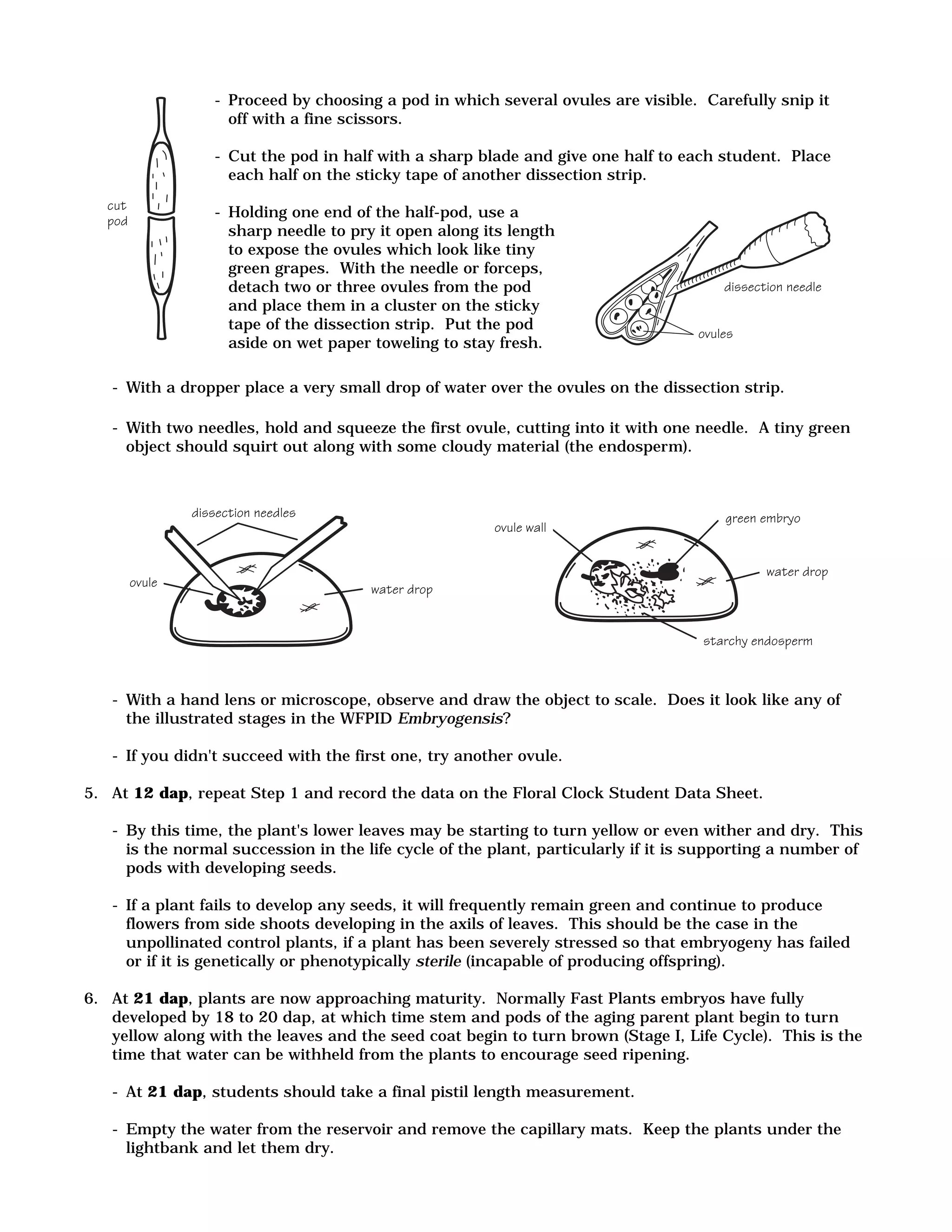 Double fertilization | PDF