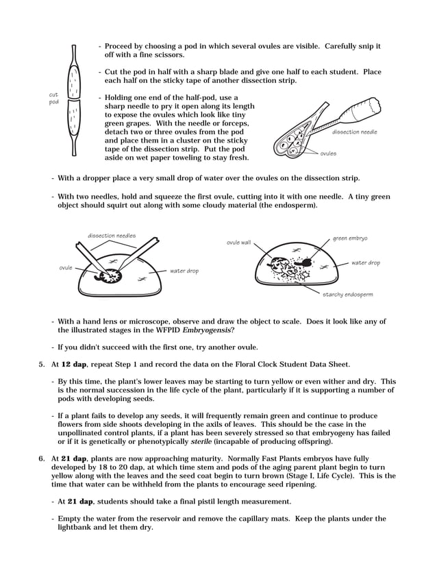 Double fertilization | PDF | Infertility | Reproductive Health