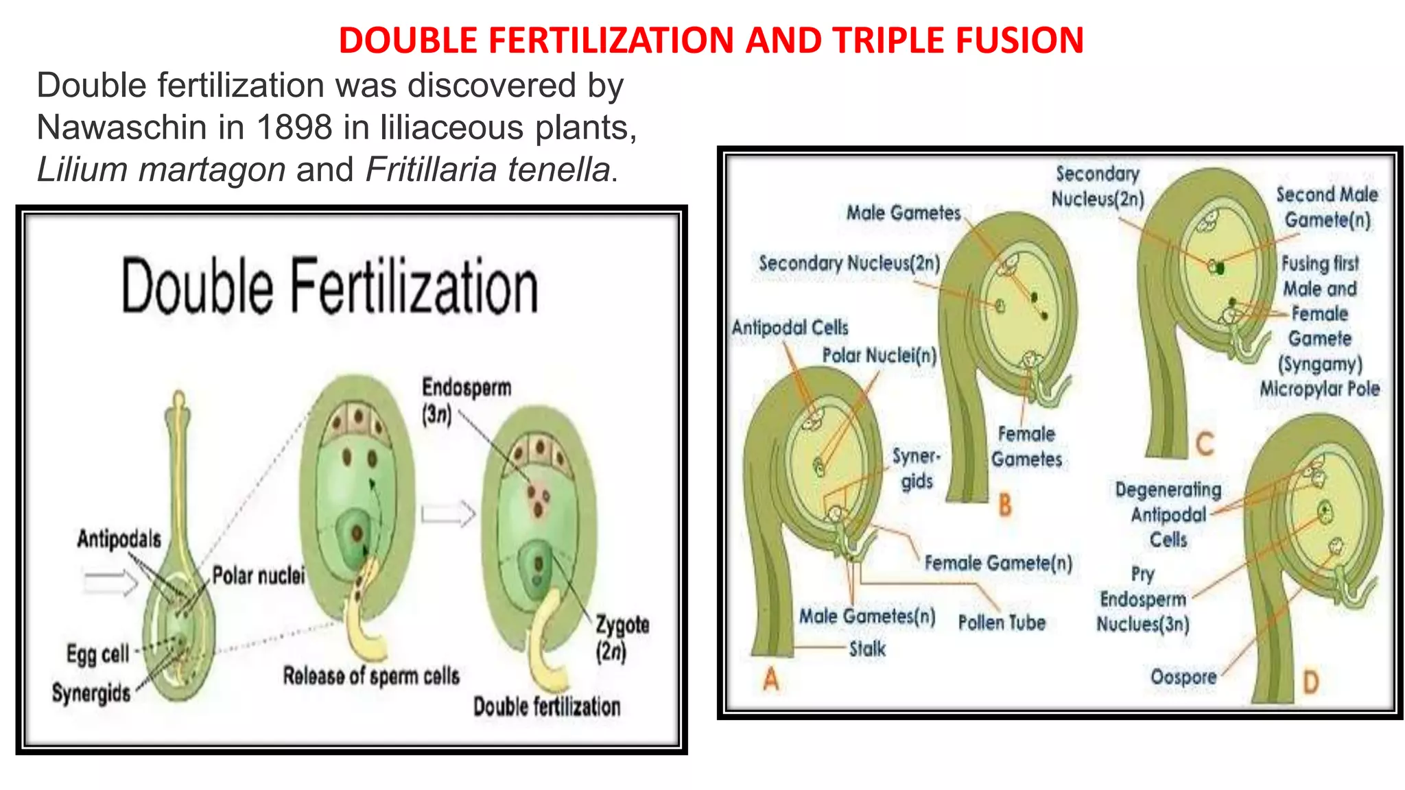 Double fertilization and triple fusion | PPTX