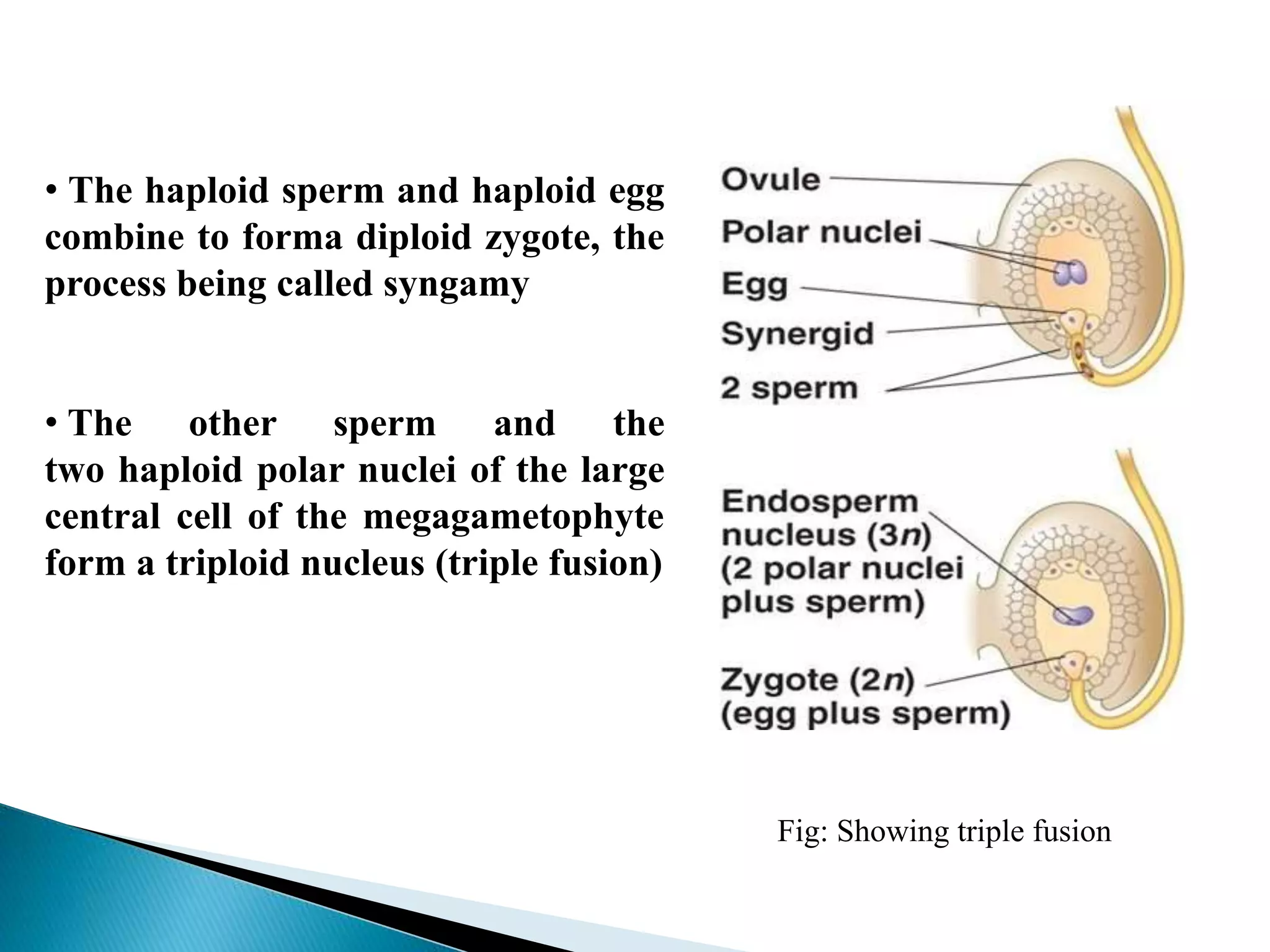 Double fertilization in angiopserms | PPTX