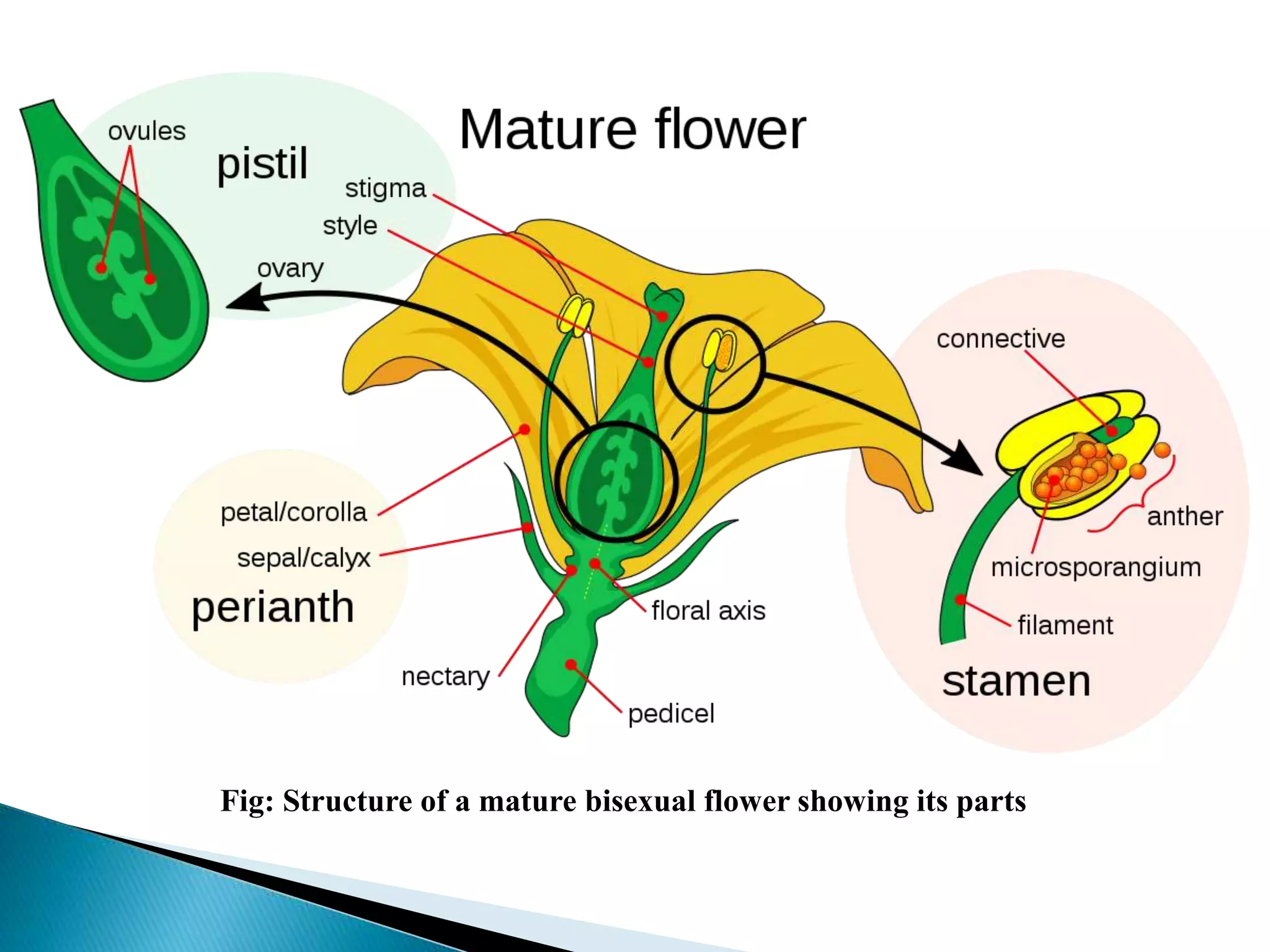 Double fertilization in angiopserms | PPTX