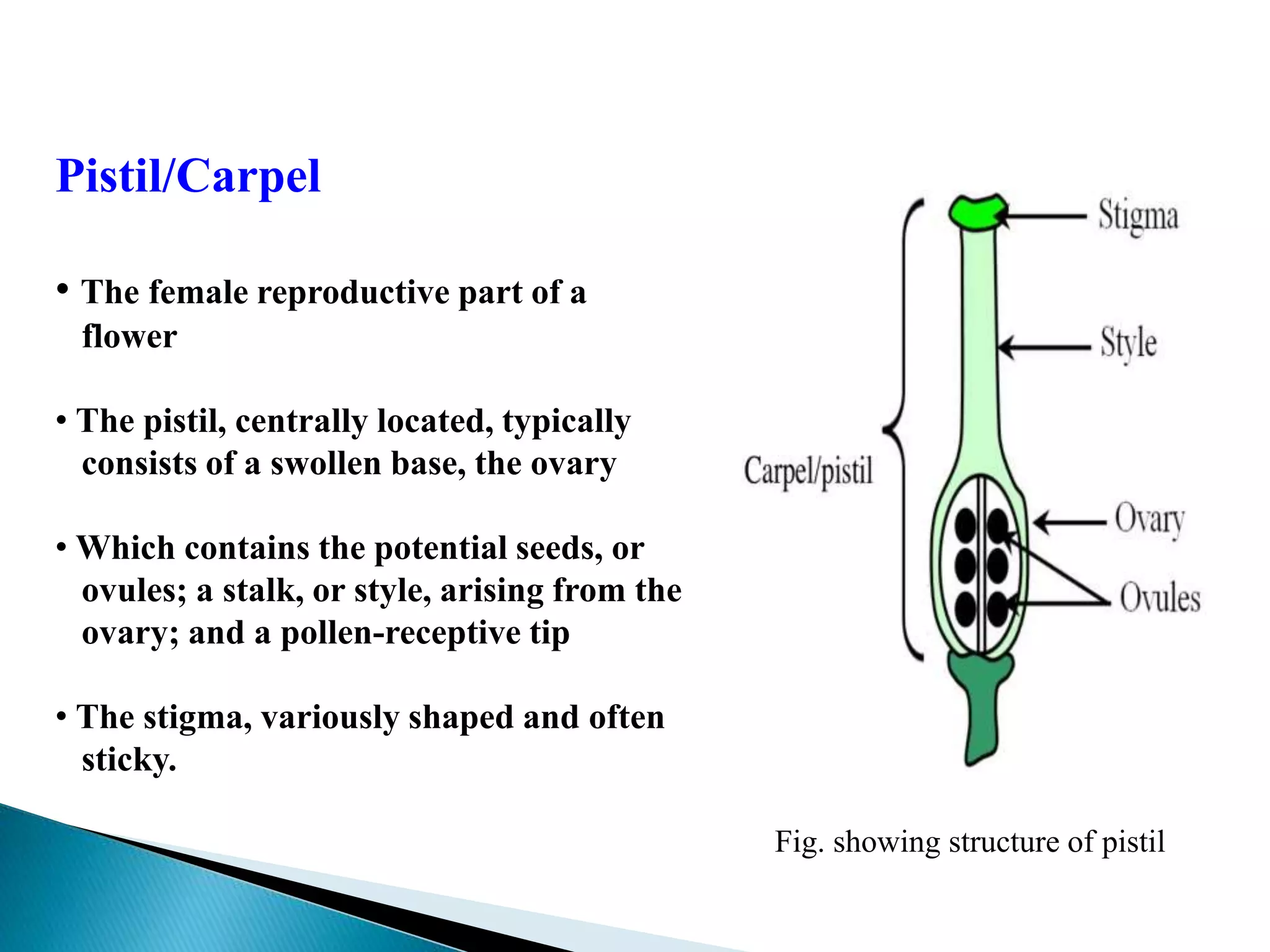 Double fertilization in angiopserms | PPTX