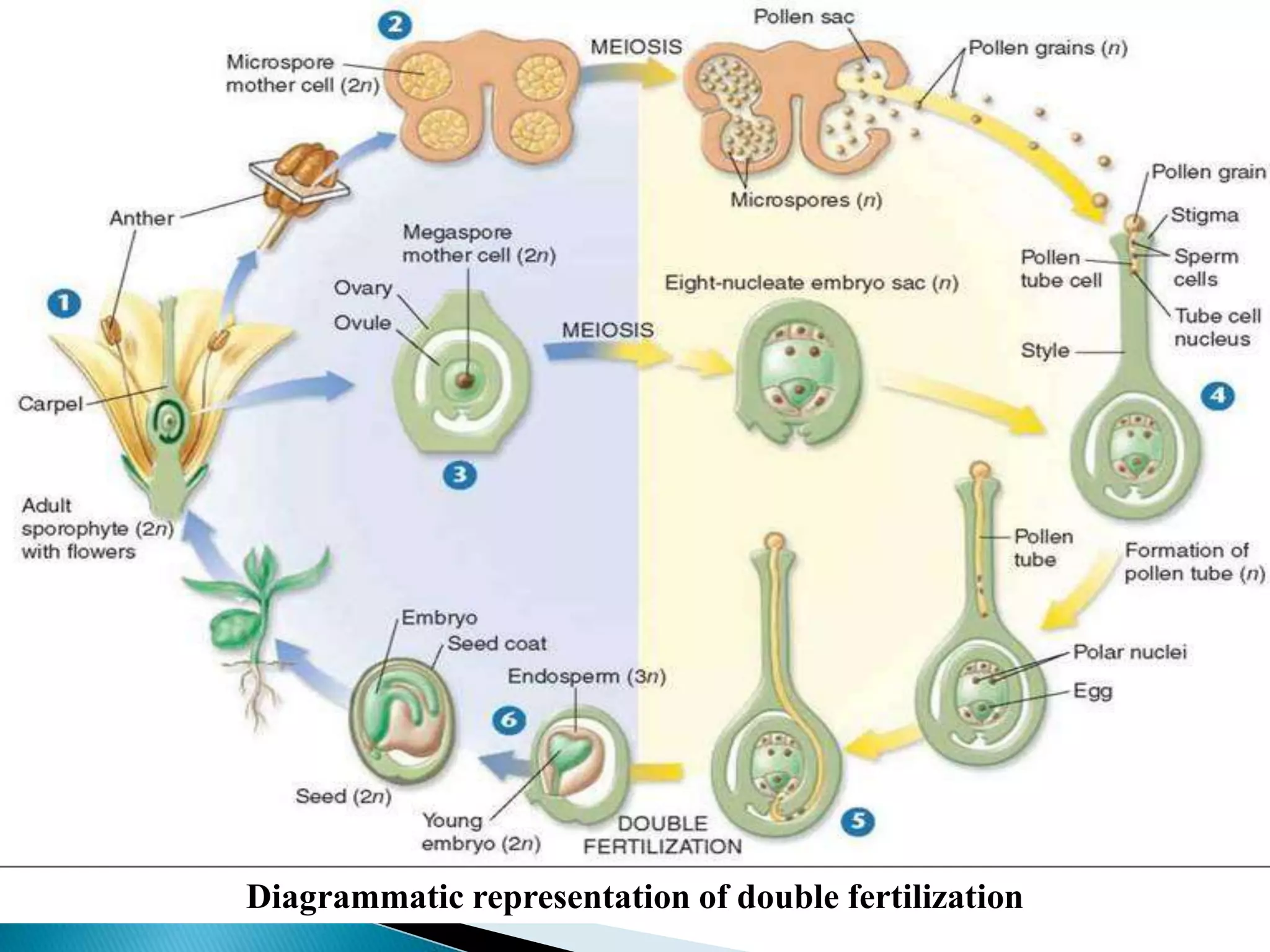 Double fertilization in angiopserms | PPTX