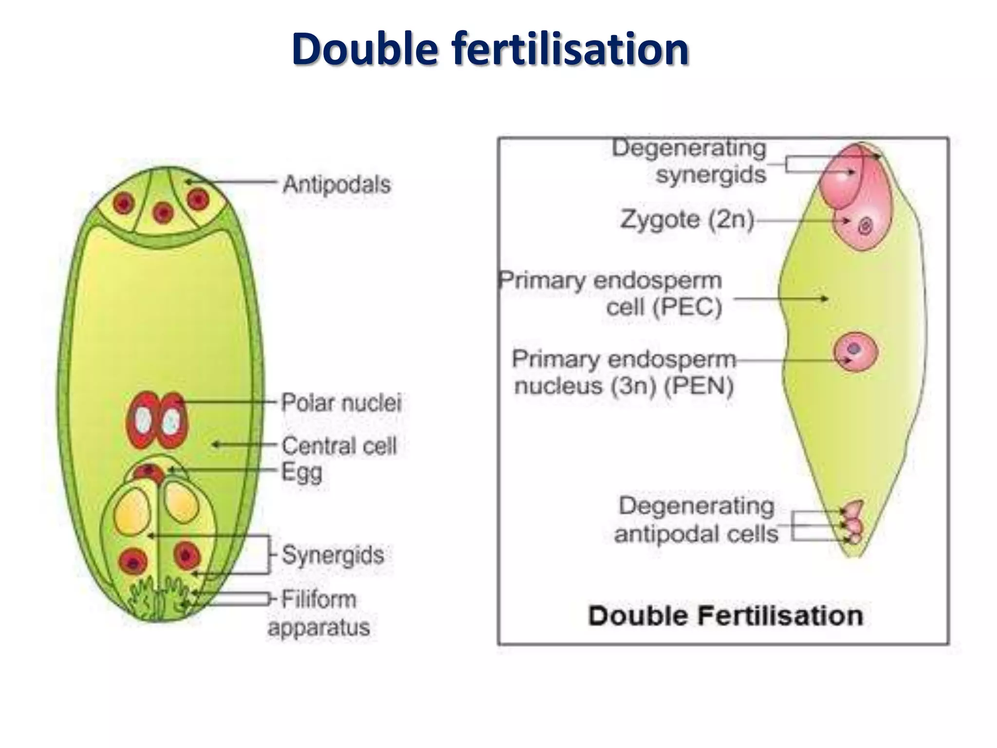 Double fertilization in plants, Monocot and Dicot embryo, Endospermic ...