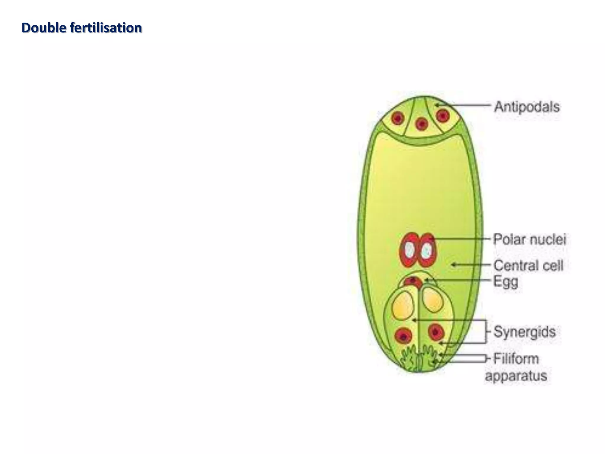 Double fertilization in plants, Monocot and Dicot embryo, Endospermic ...