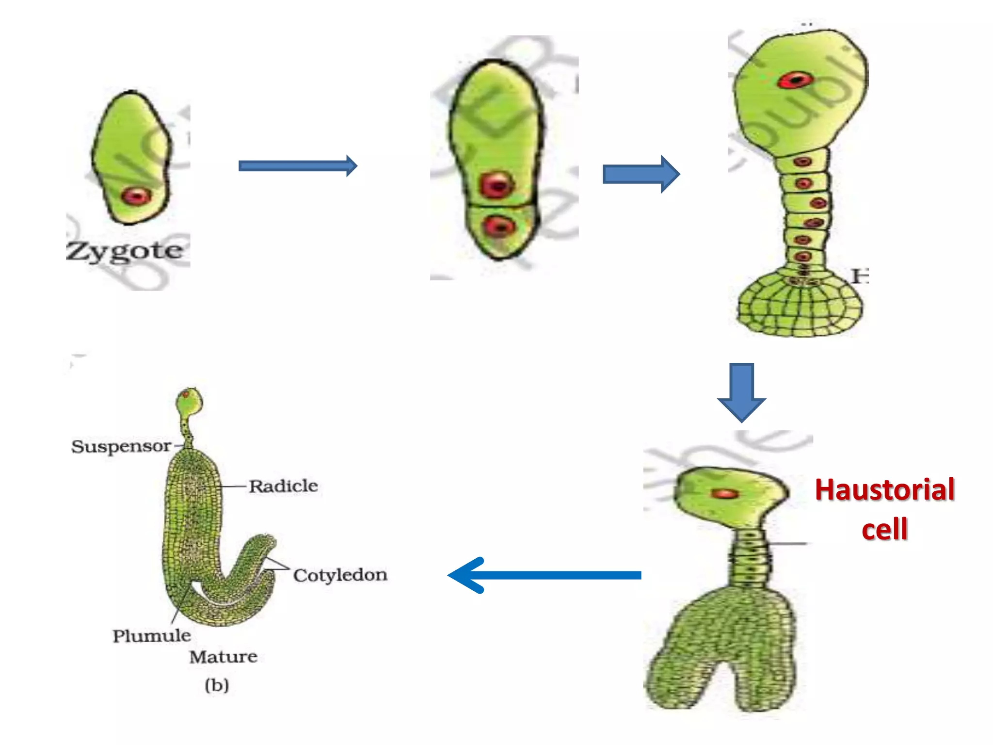 Double fertilization in plants, Monocot and Dicot embryo, Endospermic ...