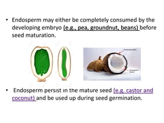 Double fertilization in plants, Monocot and Dicot embryo, Endospermic ...