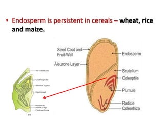 Double fertilization in plants, Monocot and Dicot embryo, Endospermic ...