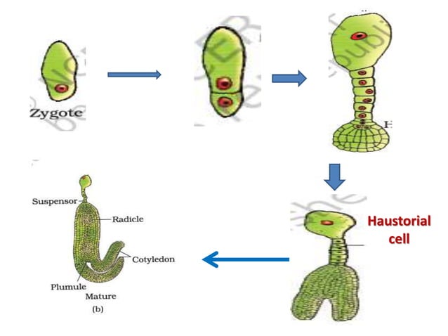 Double fertilization in plants, Monocot and Dicot embryo, Endospermic ...