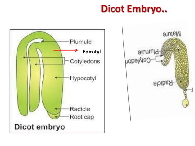Double fertilization in plants, Monocot and Dicot embryo, Endospermic and Non endospermic seeds ...