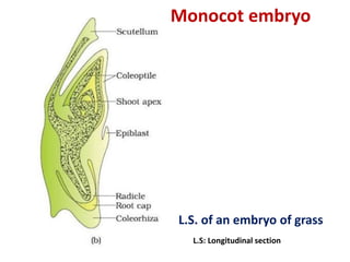 Double fertilization in plants, Monocot and Dicot embryo, Endospermic ...